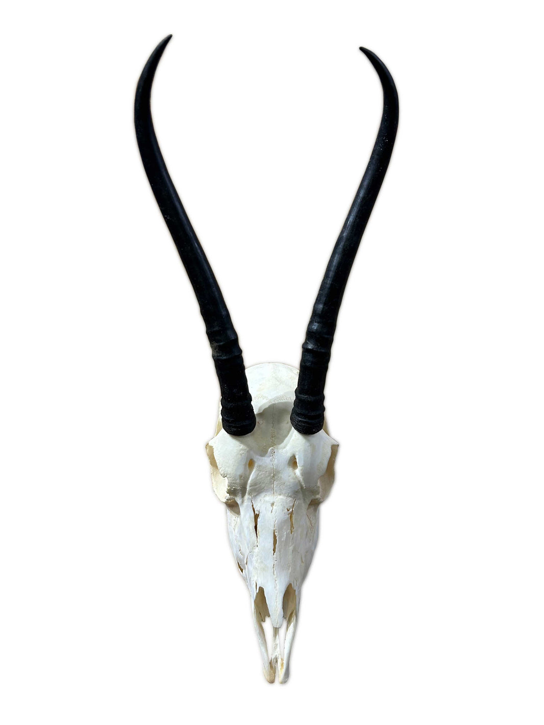 Deer Skulls - Buy Deer Skulls & Horns for Home Decor – Cowhides USA