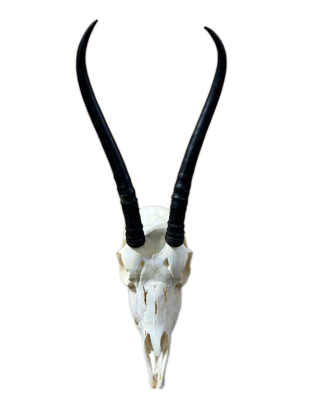 Springbok Skulls - Find a Unique Springbok Skull for Sale – Cowhides USA
