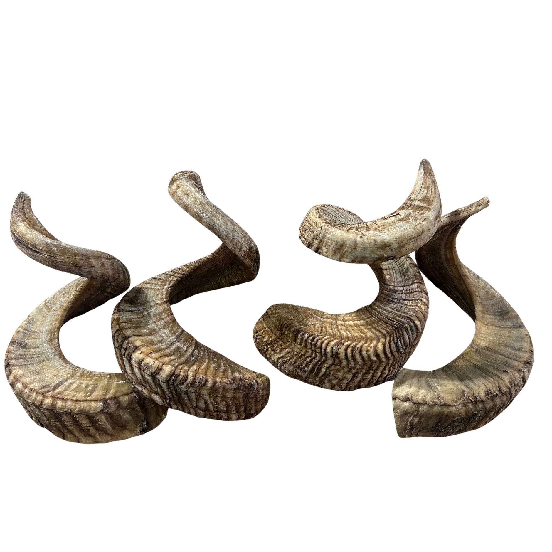 Ram Horns - Buy Hollowed-Out Real Ram Horns in Various Sizes – Cowhides USA