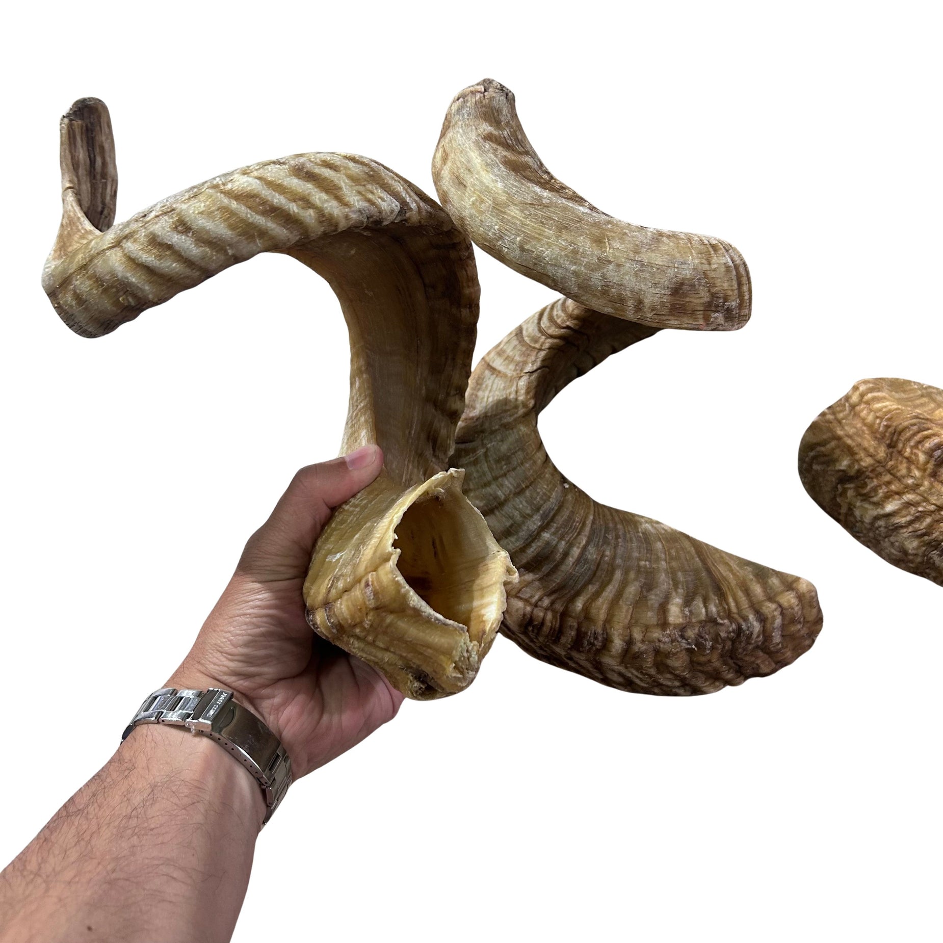 Ram Horns - Buy Hollowed-Out Real Ram Horns in Various Sizes – Cowhides USA