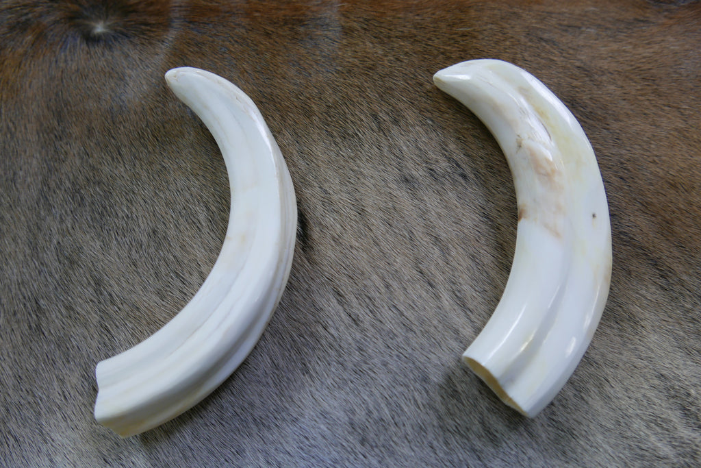 warthog tusk bottle opener – Cowhides USA