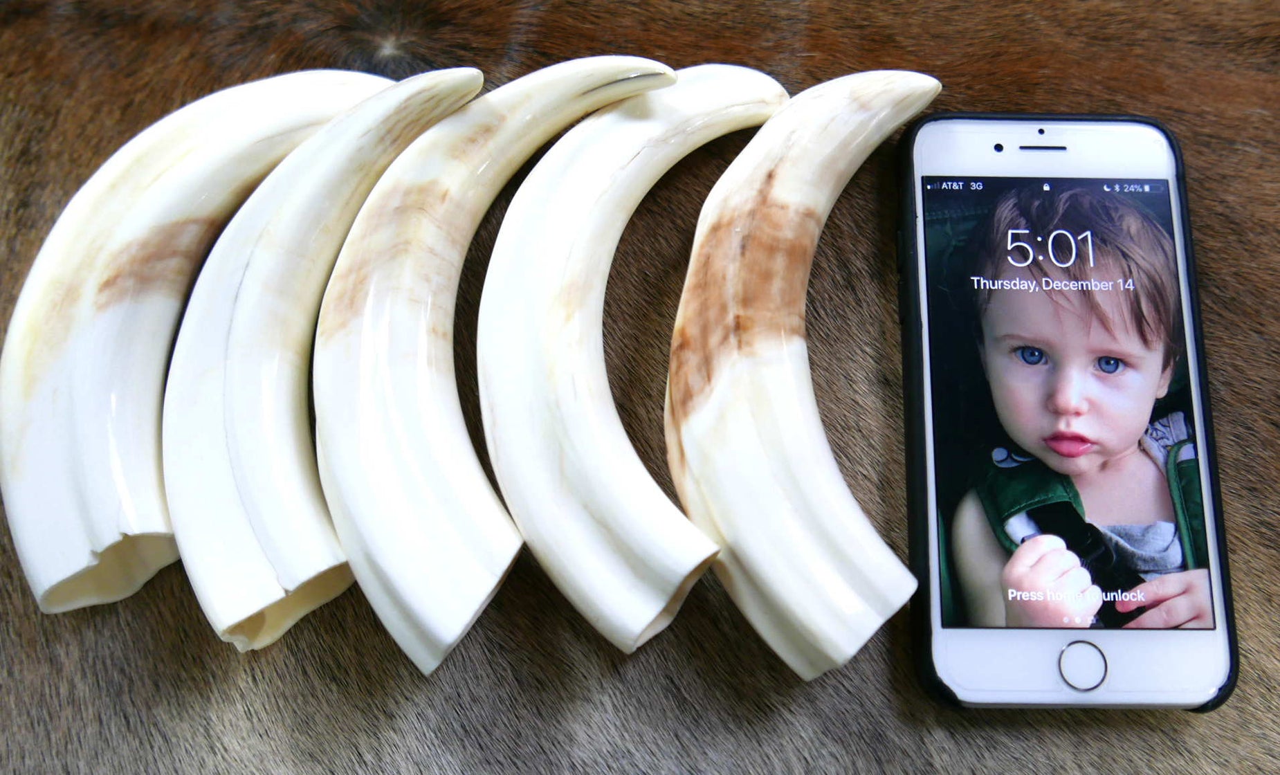 Buy Warthog Tusks | Authentic Warthog Skull for Sale | Cowhides USA